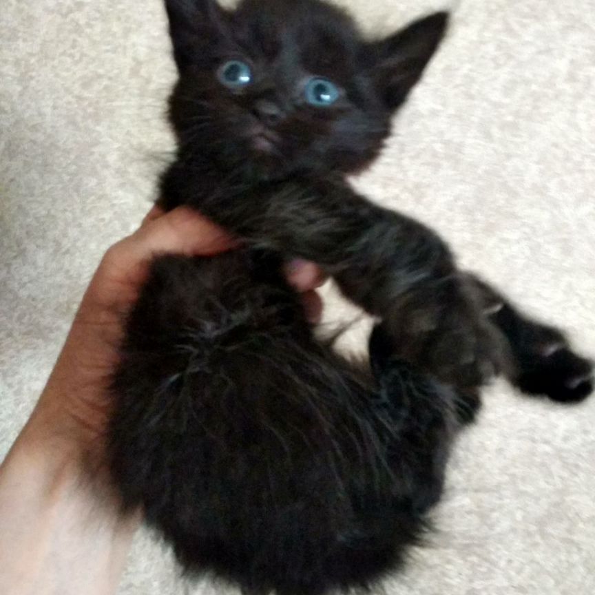 Котенок.Черный мальчик.1 месяц и 10 дней