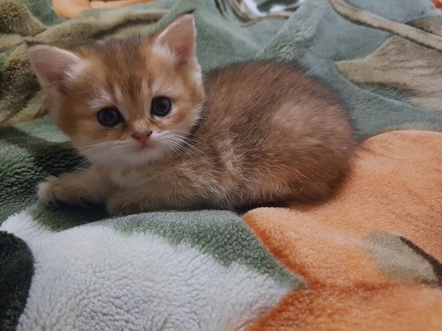 Котята золотая шиншилла