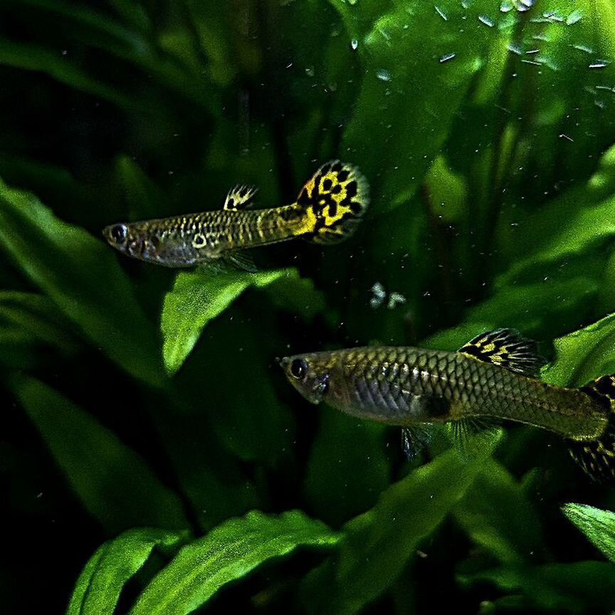 Аквариумные рыбки гуппи