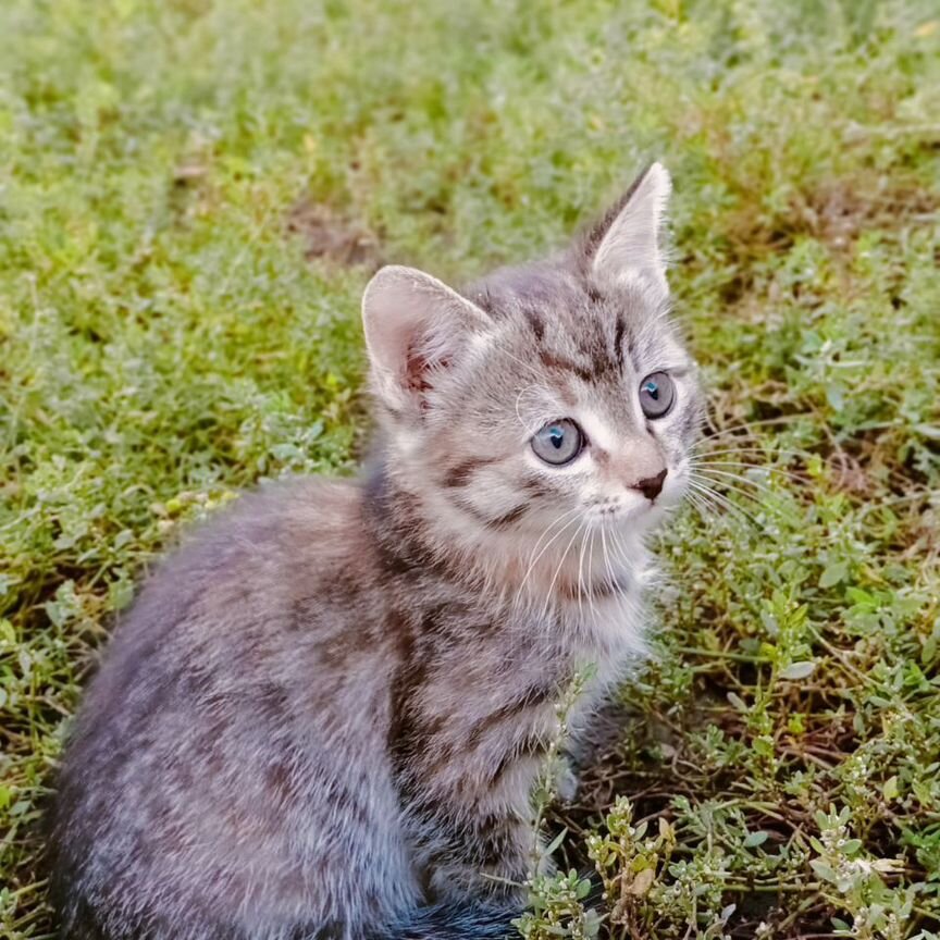 Котенок в добрые руки
