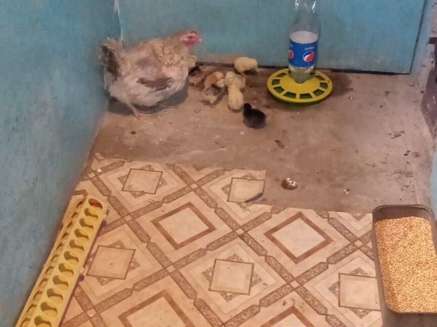 Продам квочку с цыплятами