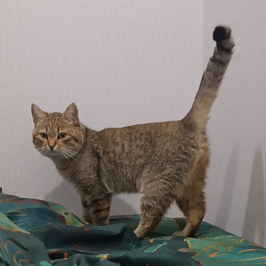 Кот в добрые руки