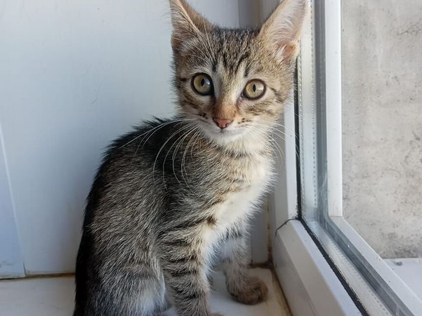 Котенок Васечка в хорошие руки бесплатно