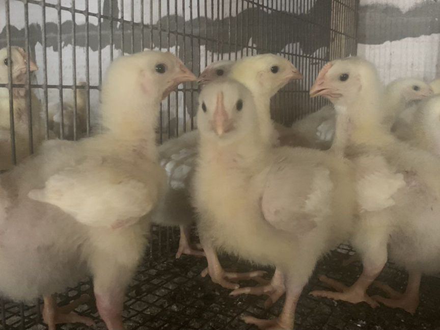 Подросшая птица