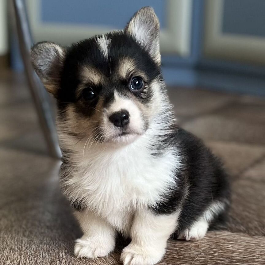 Вельш корги пемброк,щенки корги, коржата