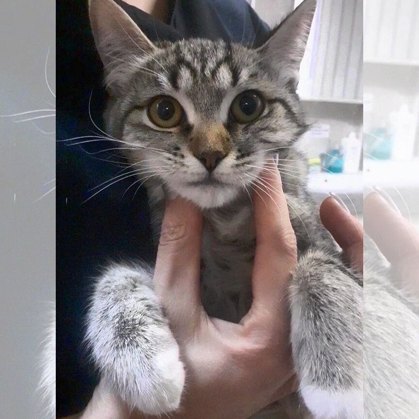 Котенок 5 мес бесплатно Снежка