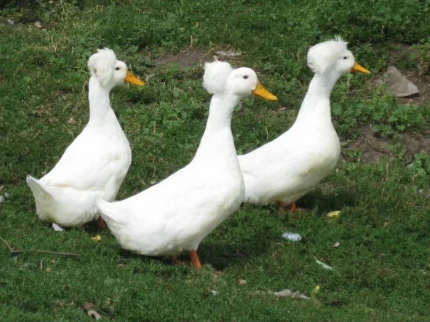 Хохлатые утки