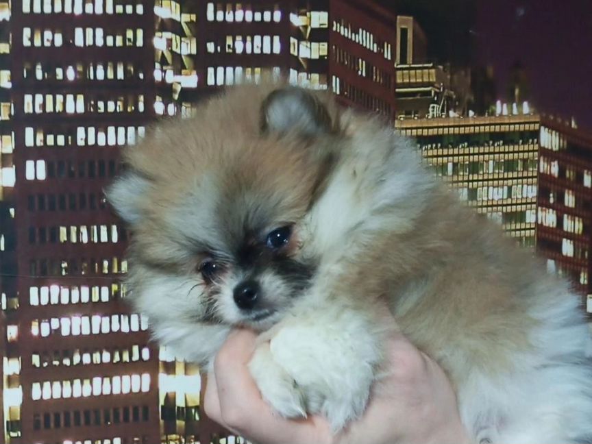 Померанский шпиц медвежьего типа