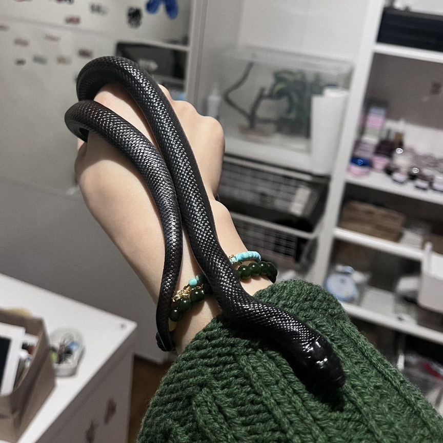 Черная мексиканская змея