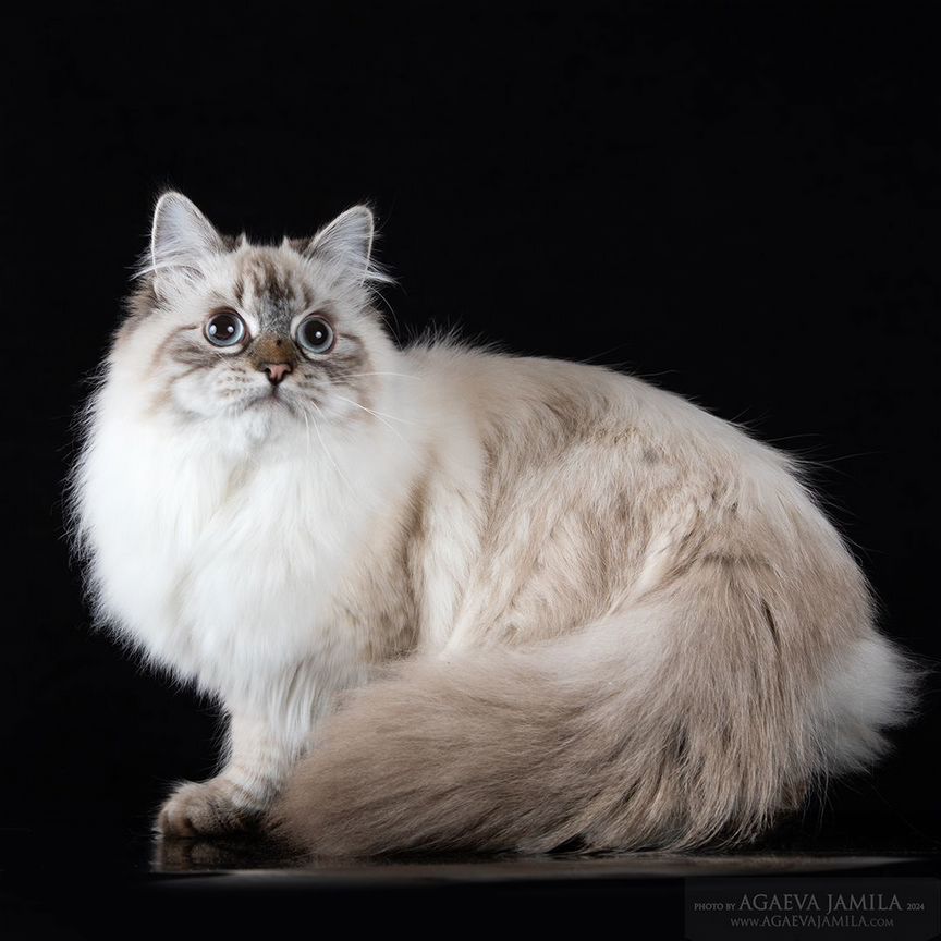 Невская маскарадная кошечка