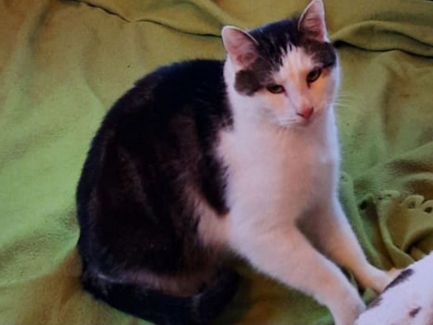 Мраморный Котик