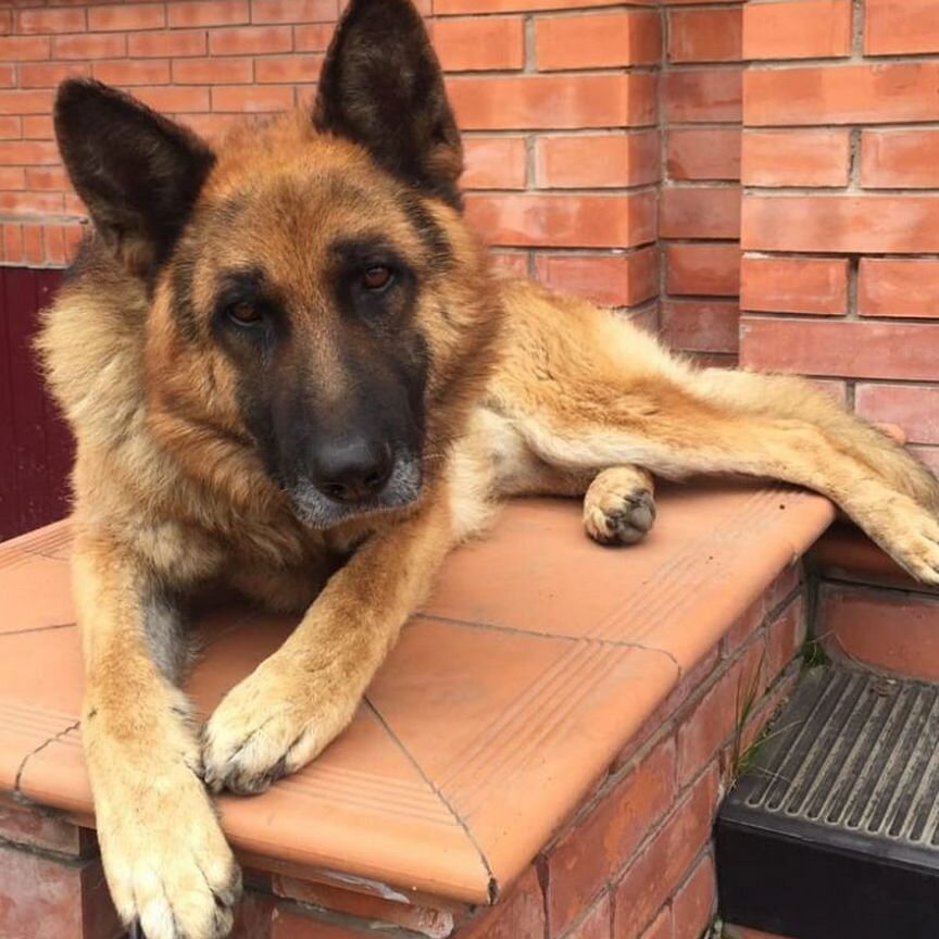 Немецкая овчарка, взрослый пёс