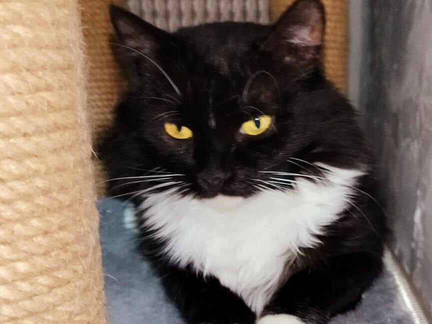 Кошка Ева в добрые руки