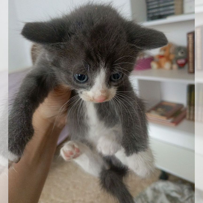 Котёнок в добрые руки