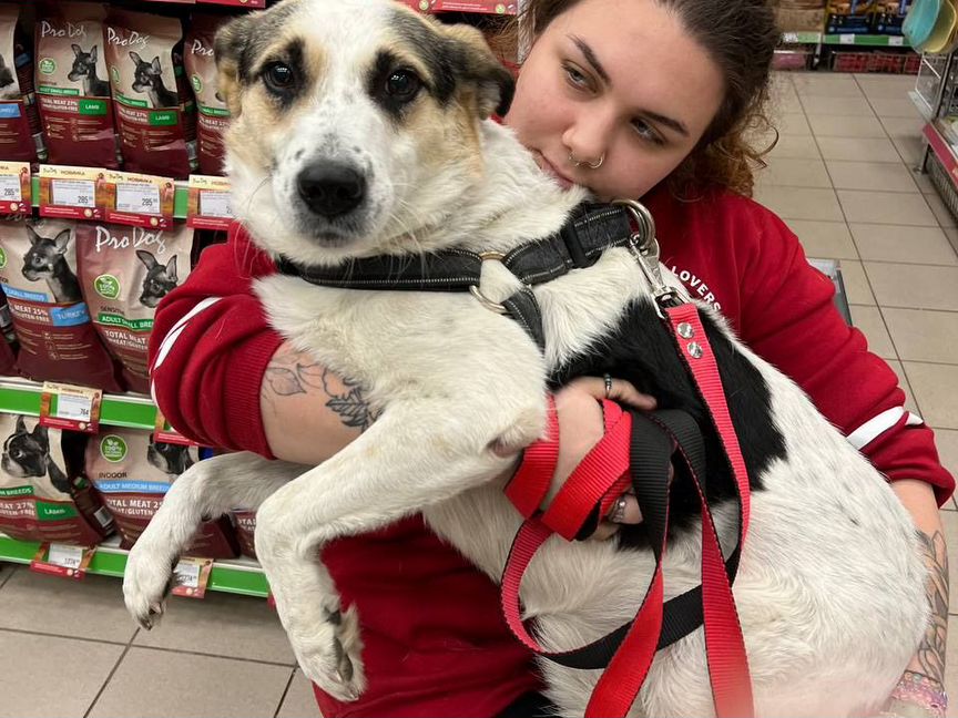 Собака из приюта в добрые руки