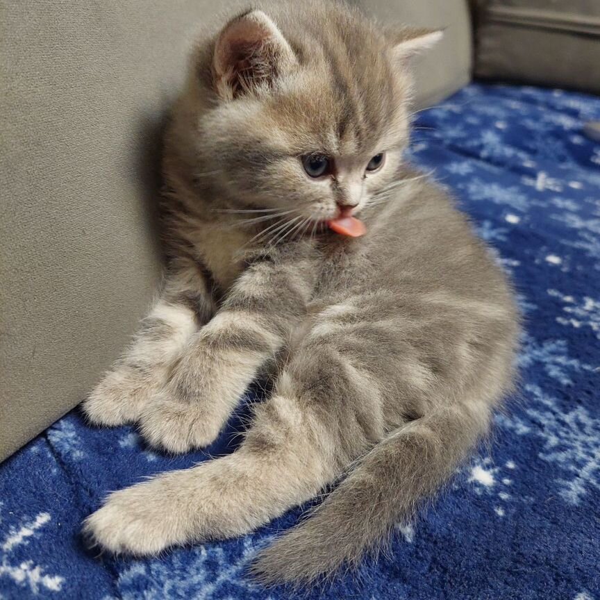 Шотландский прямоухий короткошёрстный котёнок