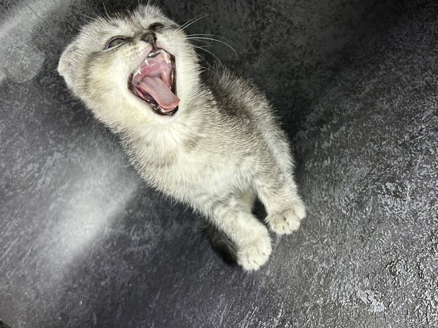 Шотландские котята