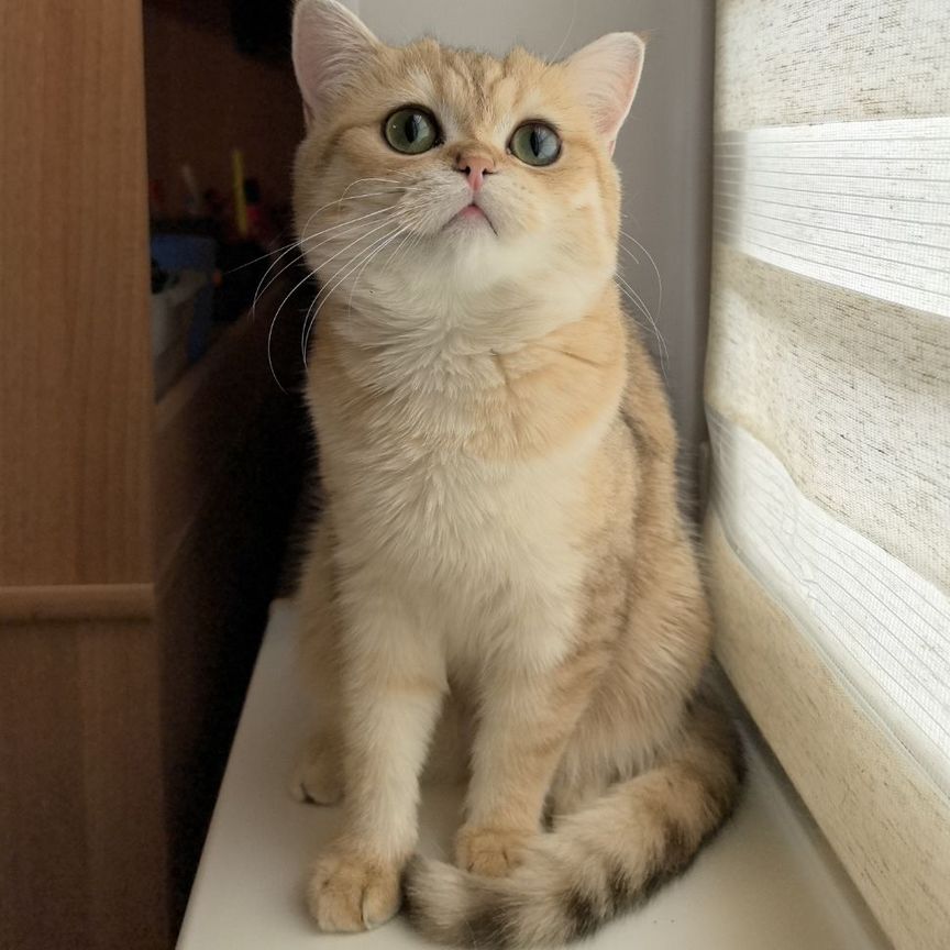 Британский котик ждёт свою семью