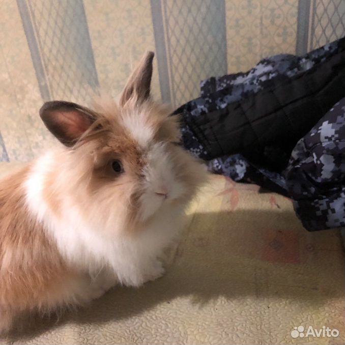 Кролик для вязки (декоративный)