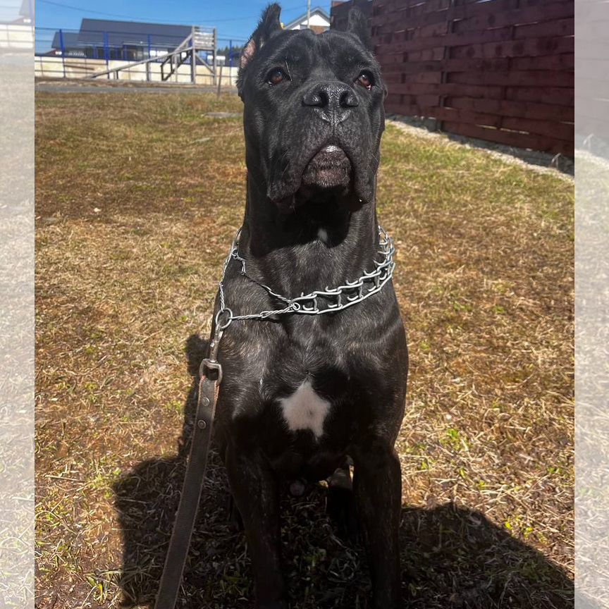 Кане-корсо, щенок