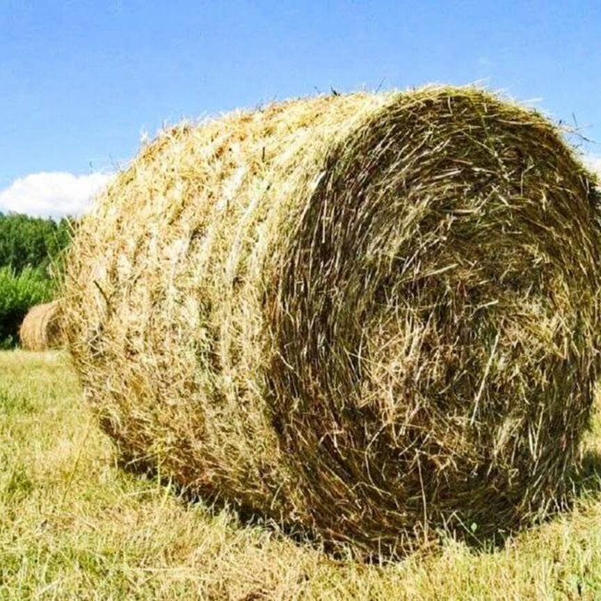 Сено люцерны в тюках
