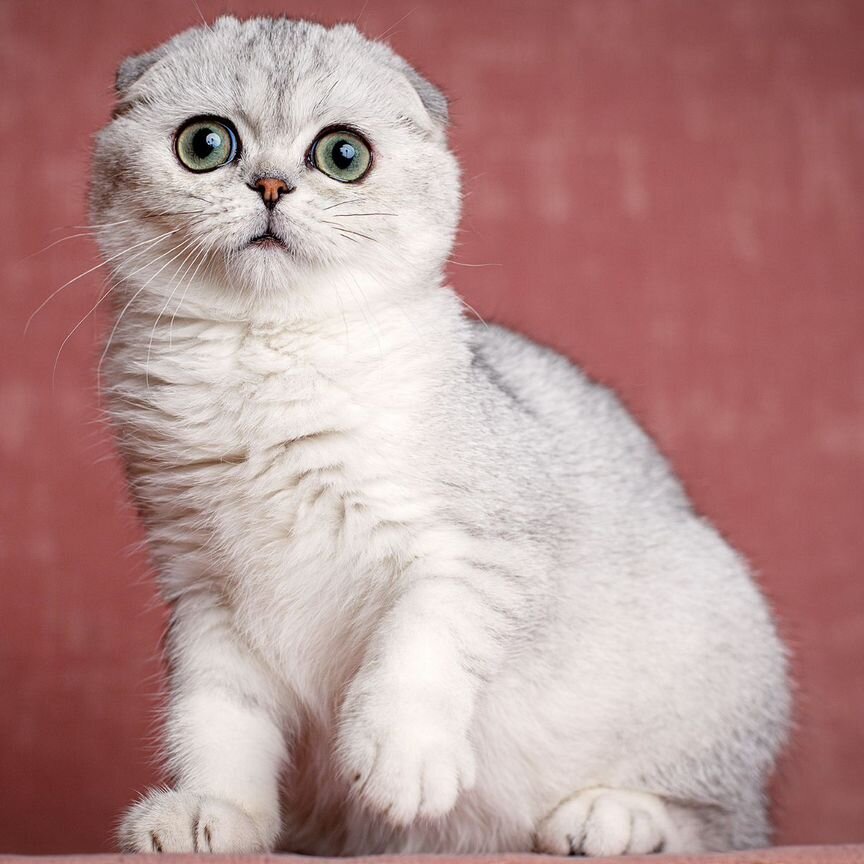 Шотландская зеленоглазая красотка