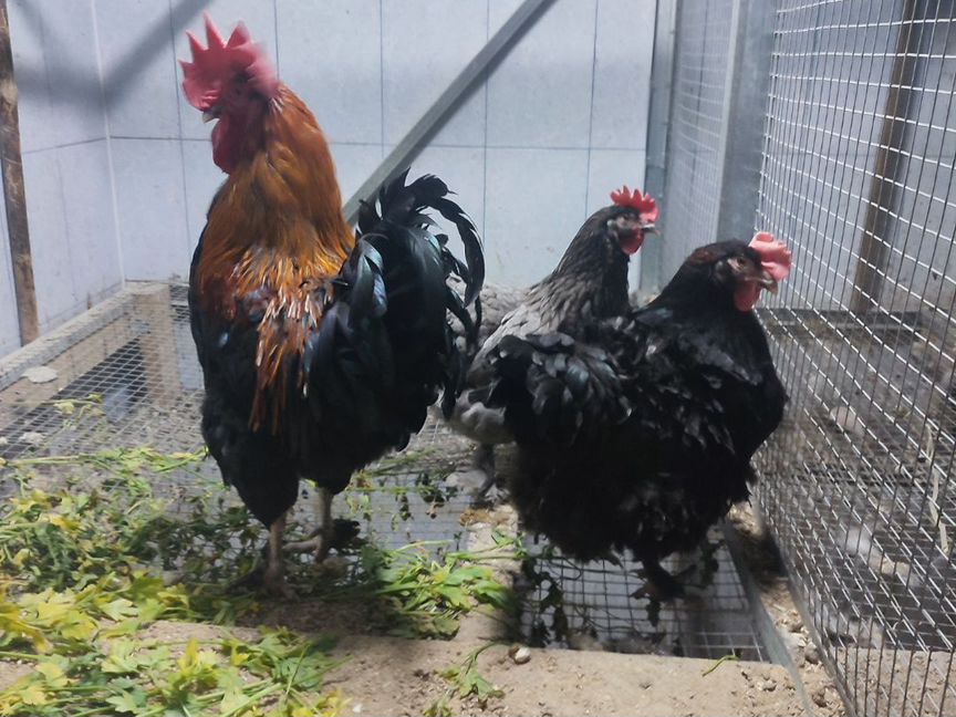 Семья маранов