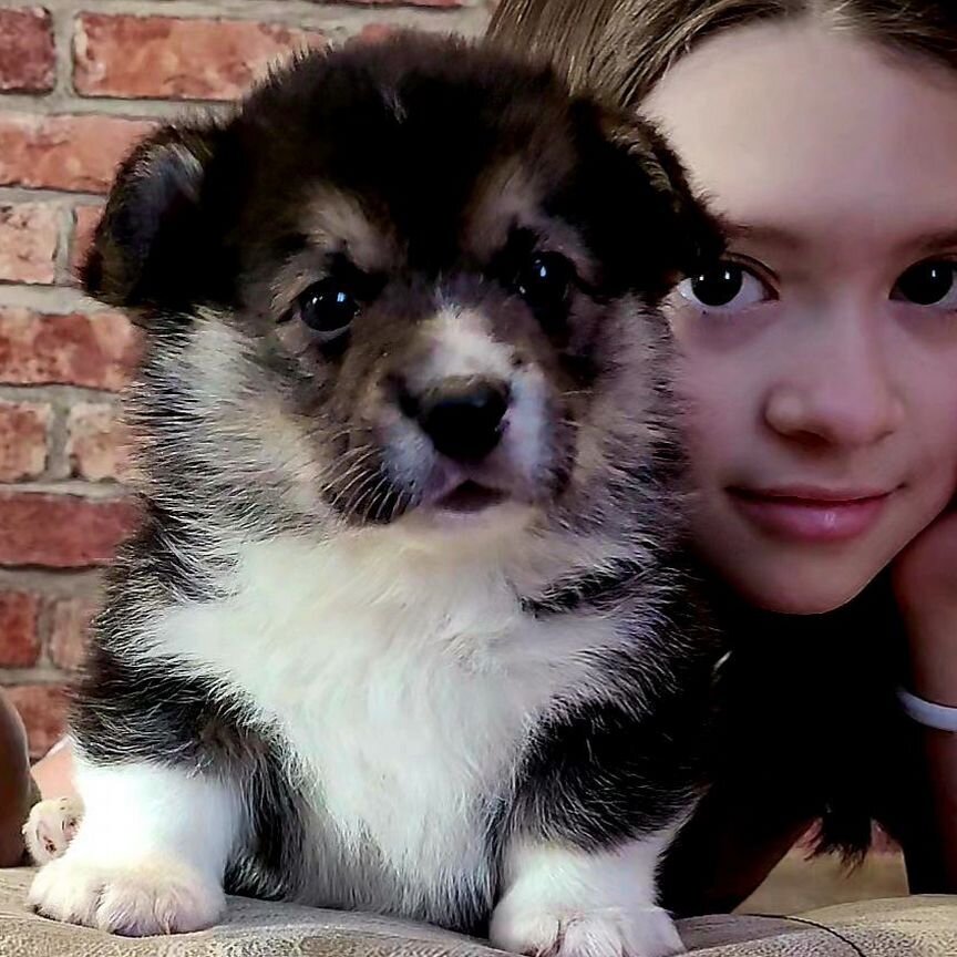 Вельш Корги Пемброк, щенок