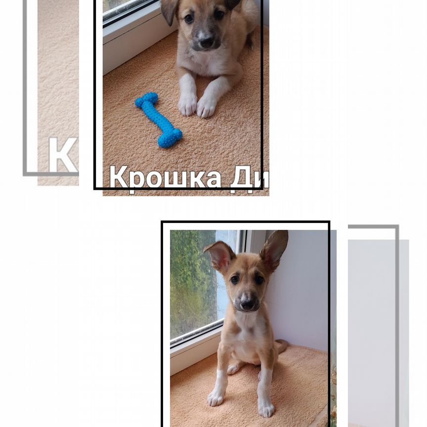 Щенок в добрые руки