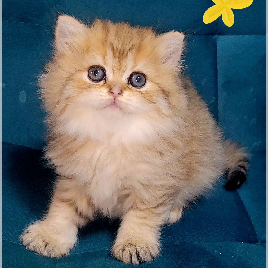 Шотландская куколка