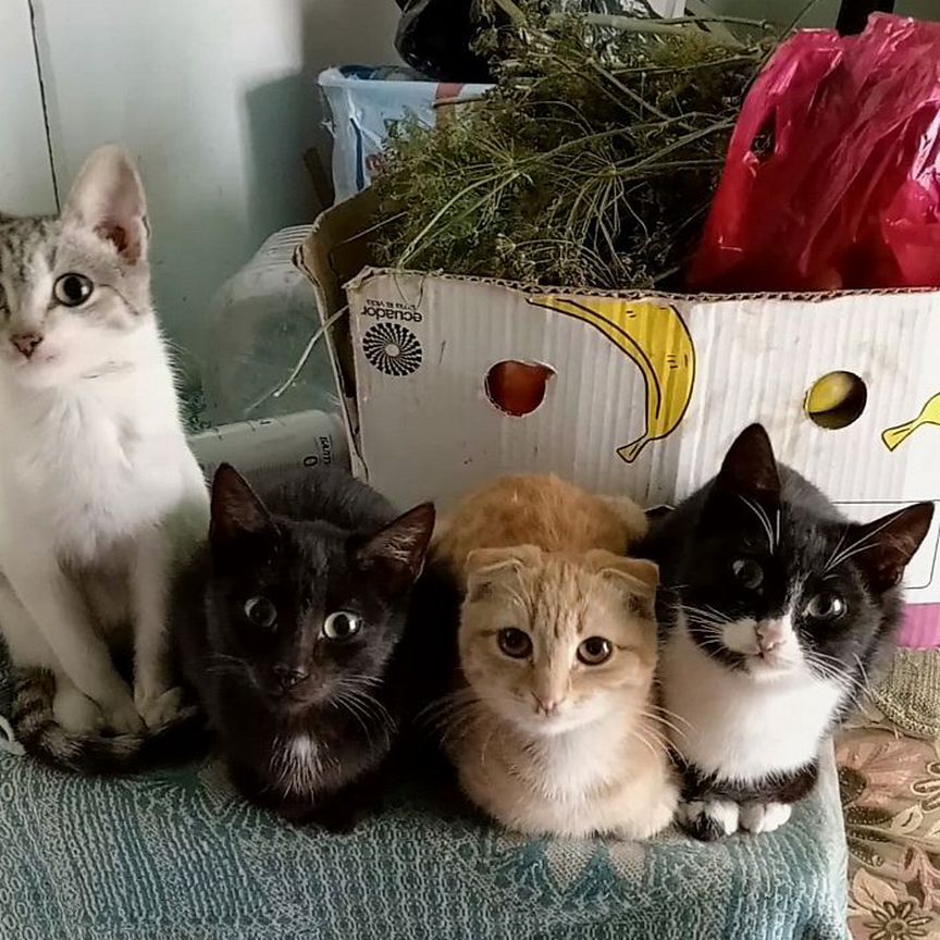 Котята в добрые руки