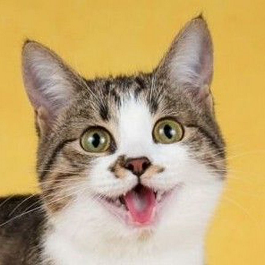 Нежный Кусь в добрые руки