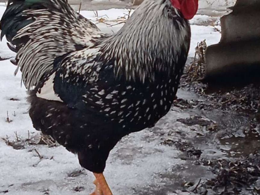 Куры Барневильдер серебро