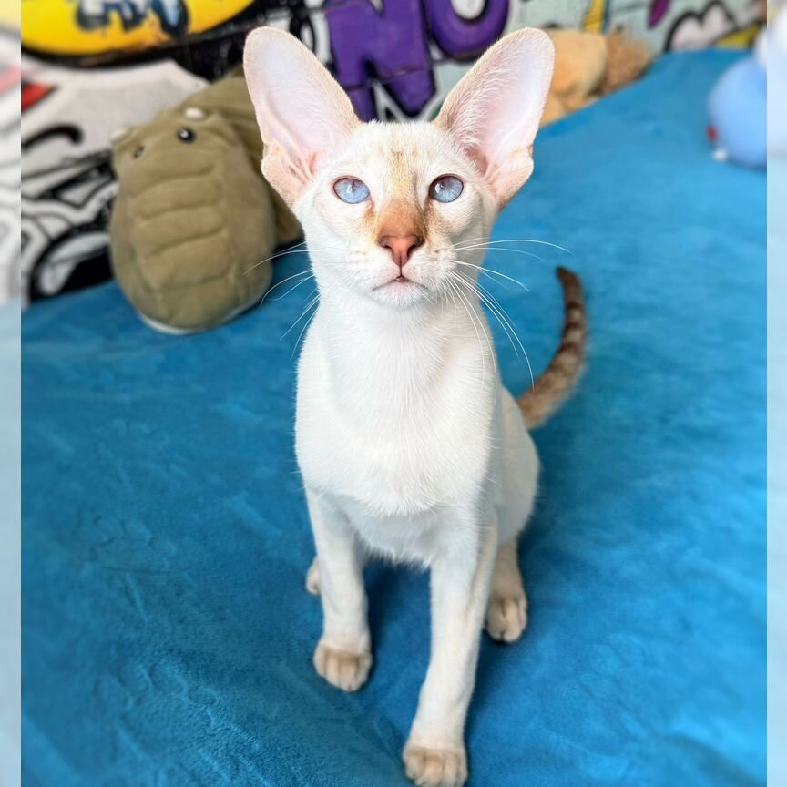 Ориентальный котёнок