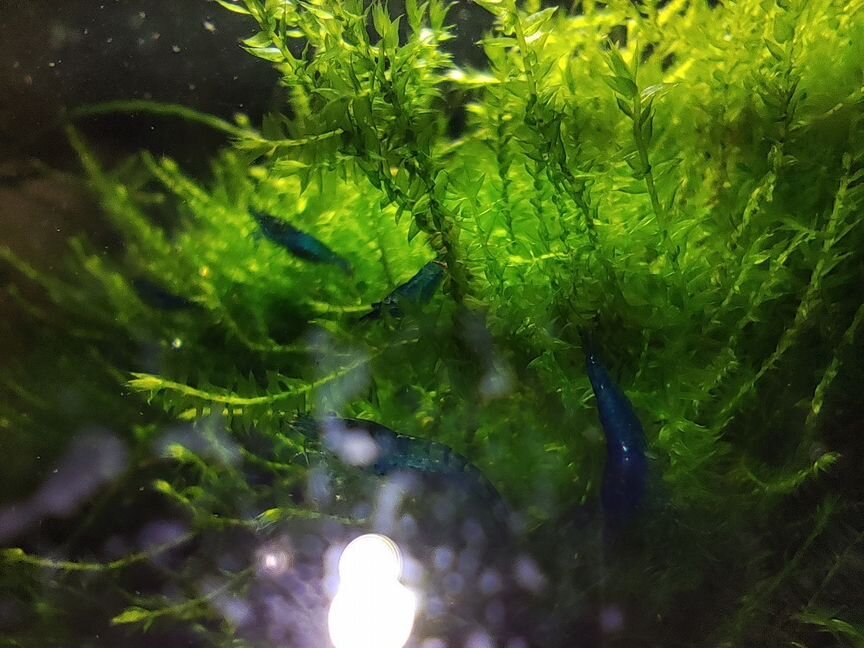 Креветки синие - blue dreams