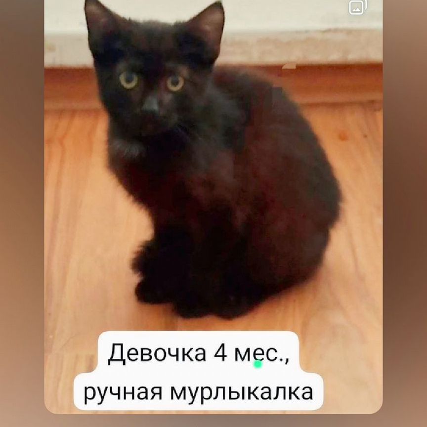 Отдам бесплатно