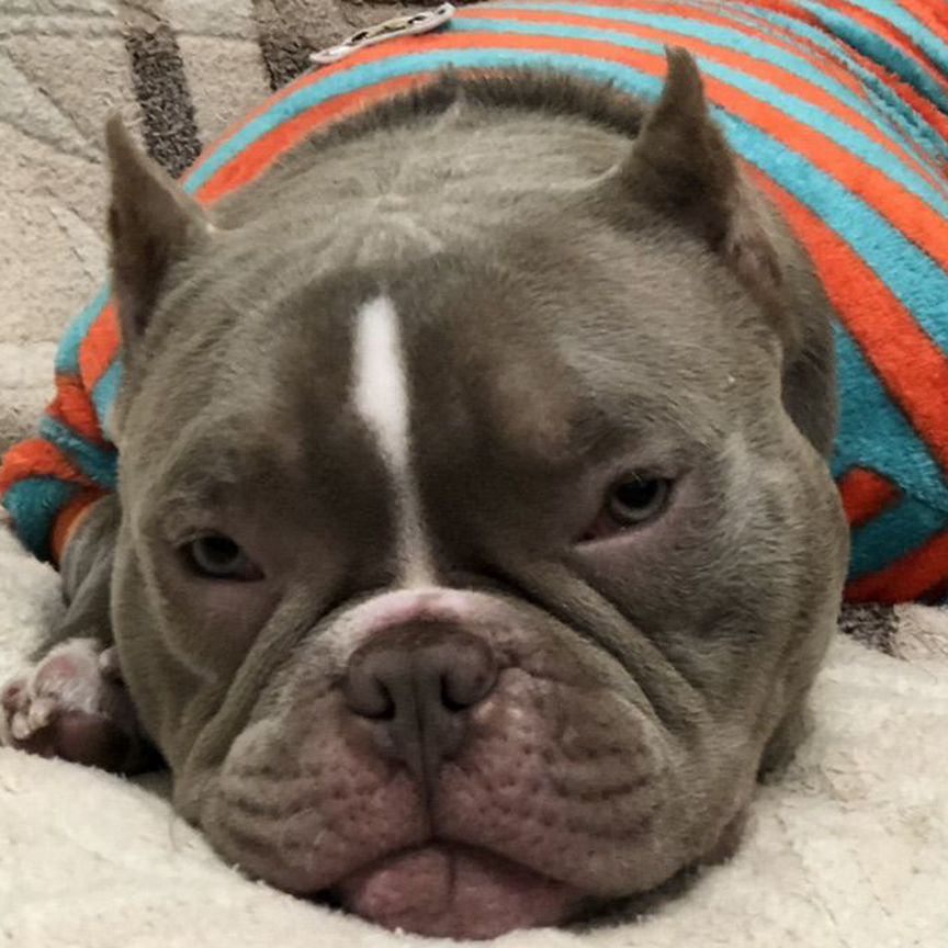 Американский булли