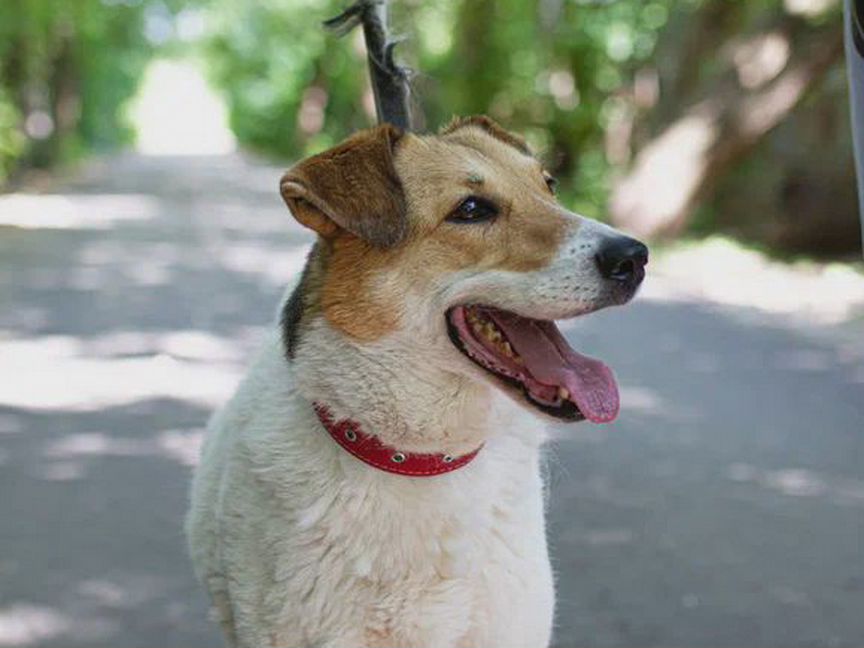 Собачка в дар