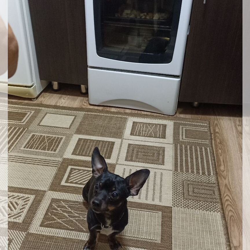 Взрослый пёс в добрые руки