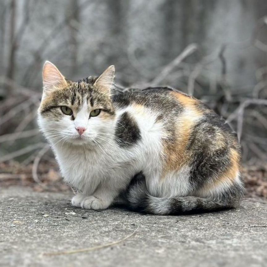 Кошечка ищет дом