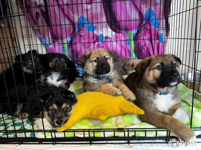 Беспородные щенки в дар