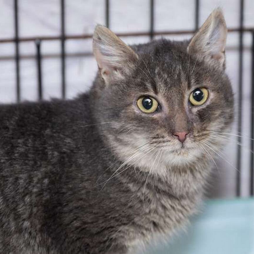 Красавец Капитолий в добрые руки