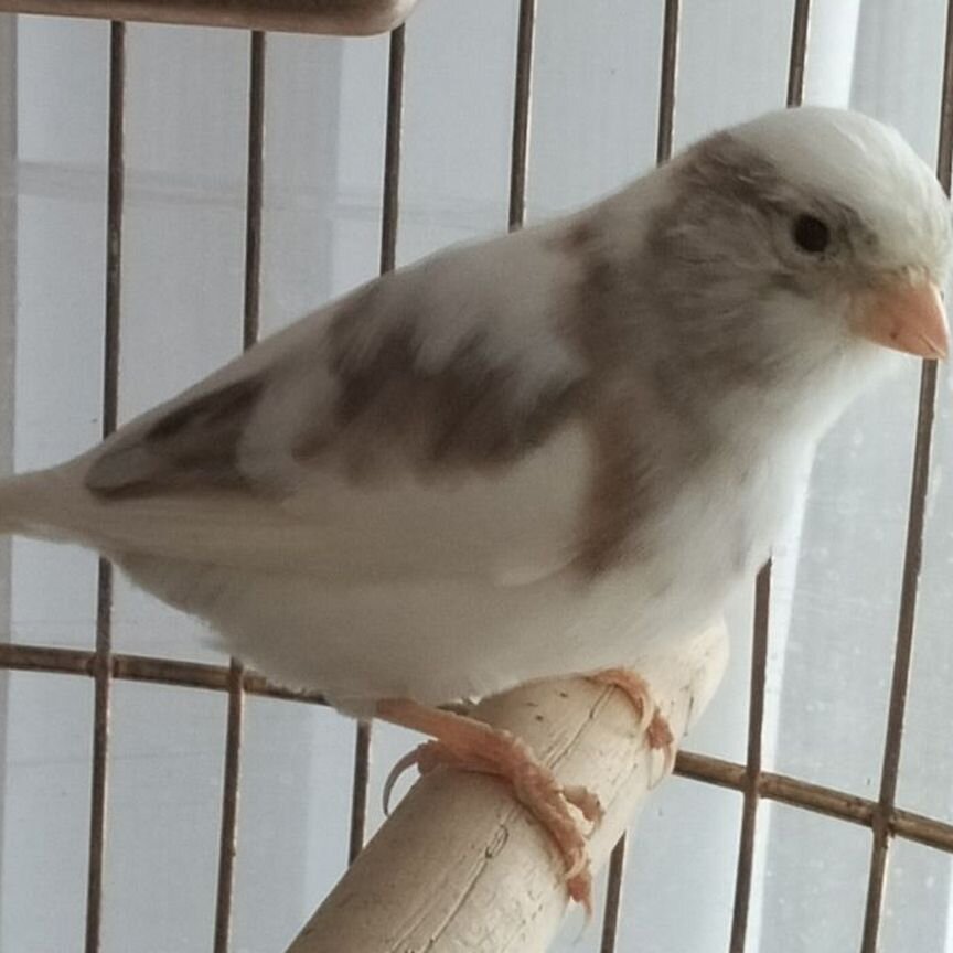 Канарейка самка взрослая