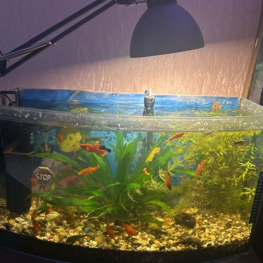 Аквариум с рыбками