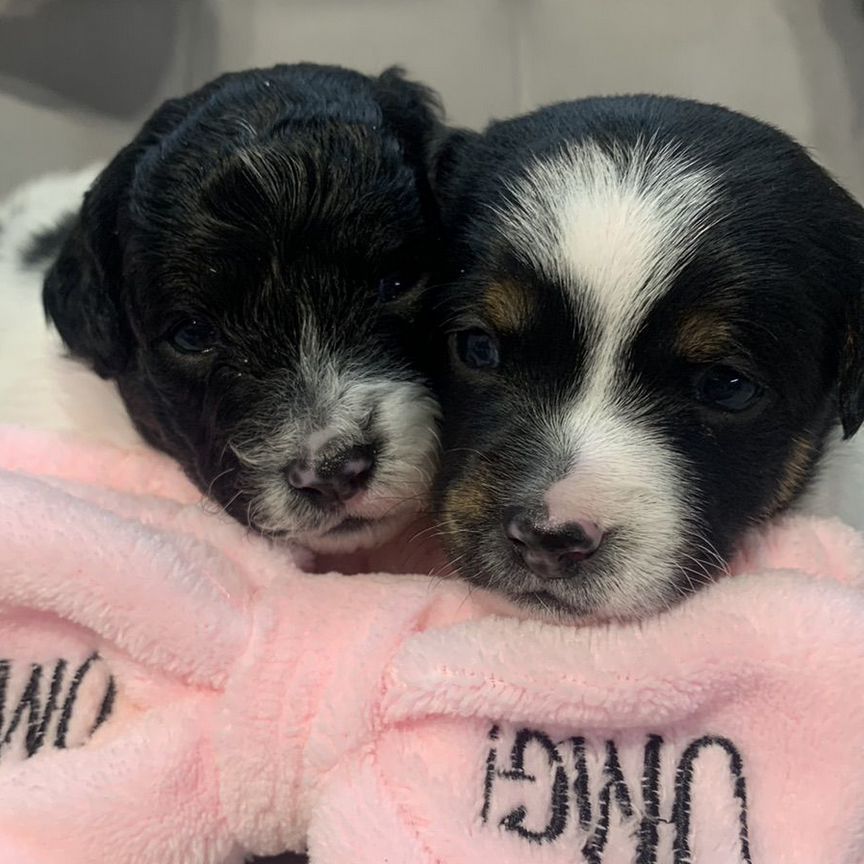 Щенки маленьких пород в добрые руки