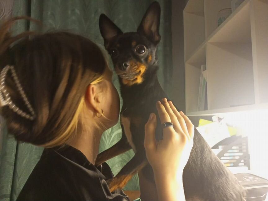 Той-терьер щенки