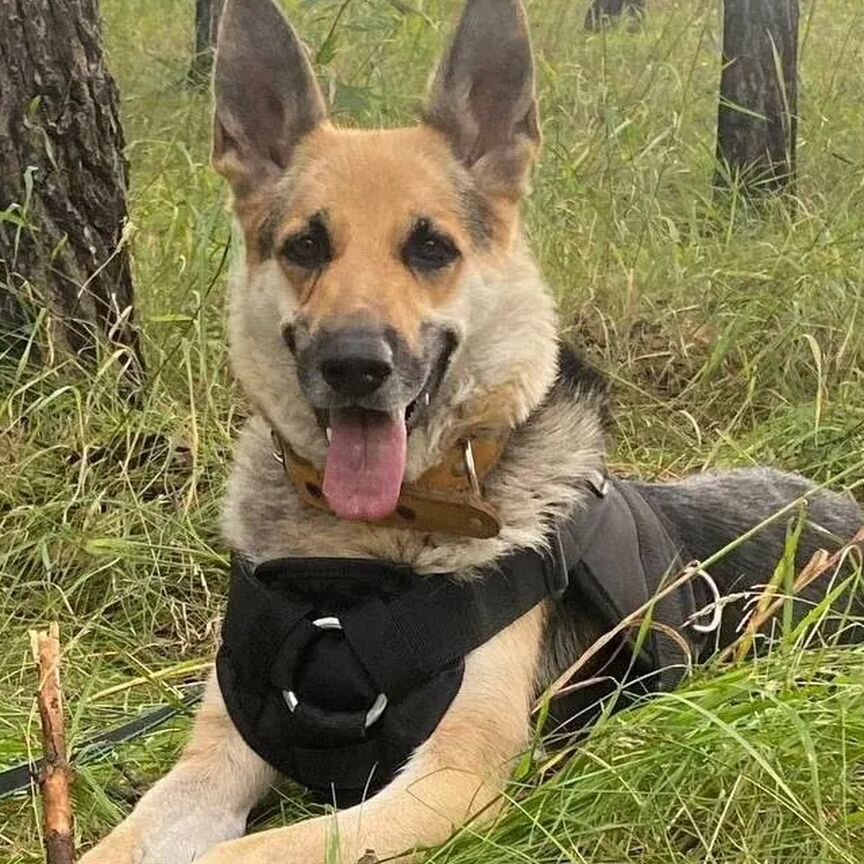 Восточноевропейская овчарка, взрослая собака
