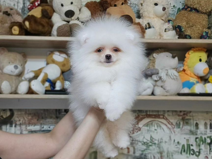 Кремовая девочка, миниатюра. Видео