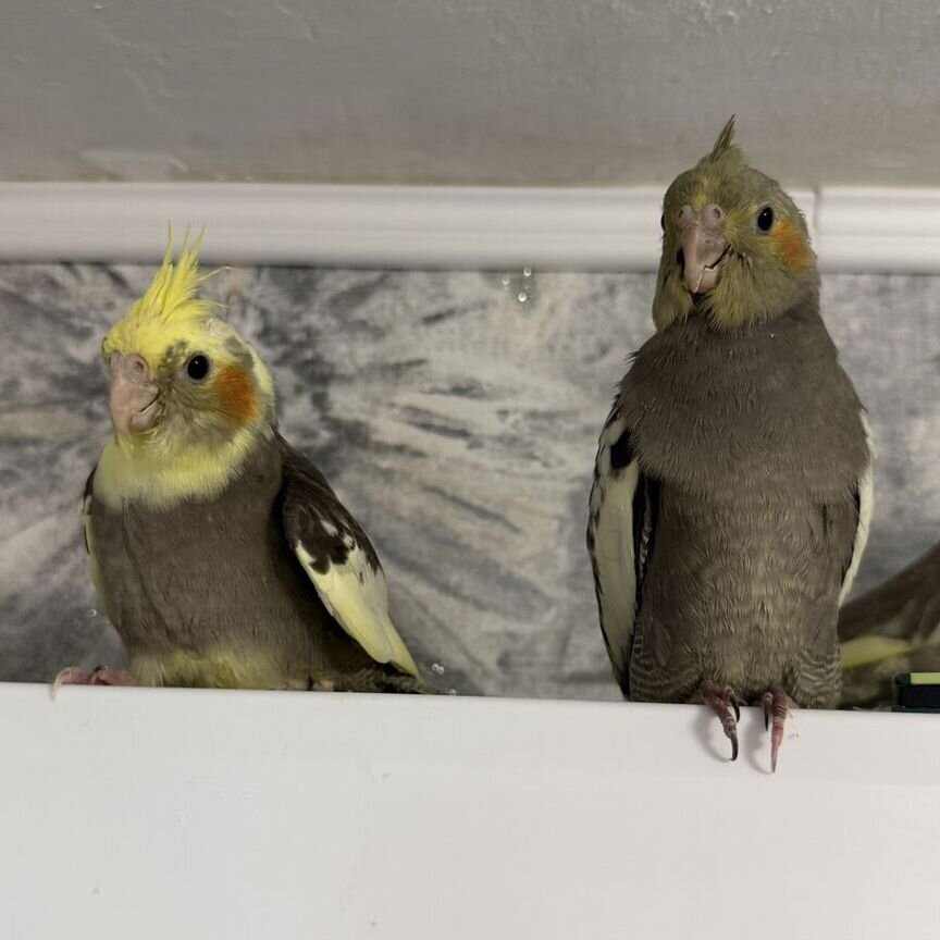 Попугай корелла птенцы