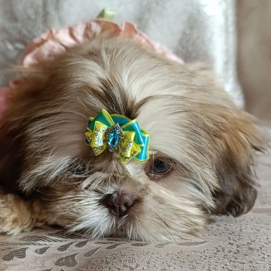 Ши-тцу, щенок